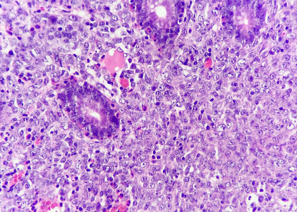 Digital Pathology – Histofi