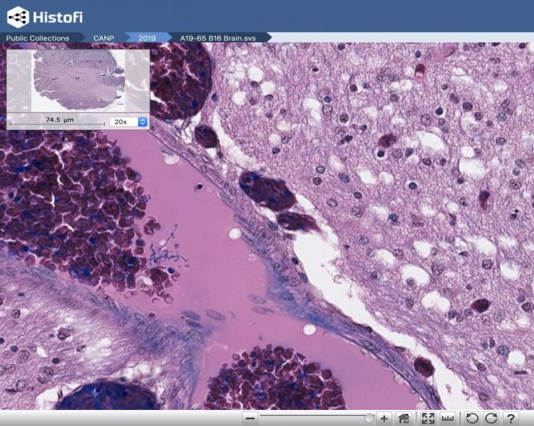 Digital Pathology Defined – Histofi